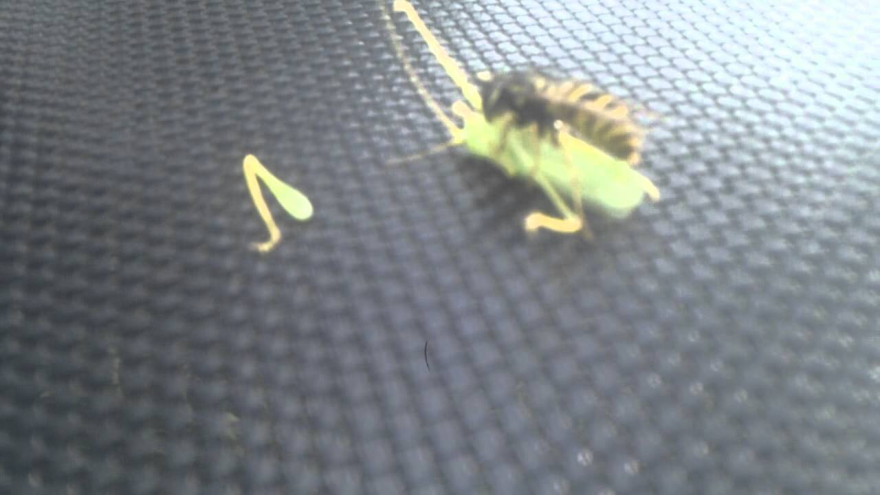 Bee eating locust - YouTube