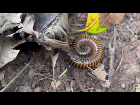 Bug Hunting: Catching Wild Scorpions, Giant Millipedes & Centipedes