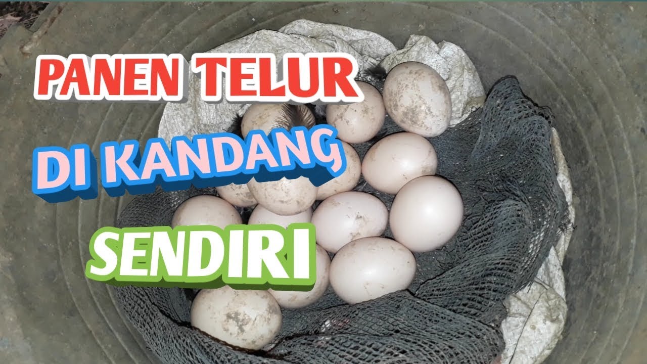 PANEN TELUR AYAM - YouTube