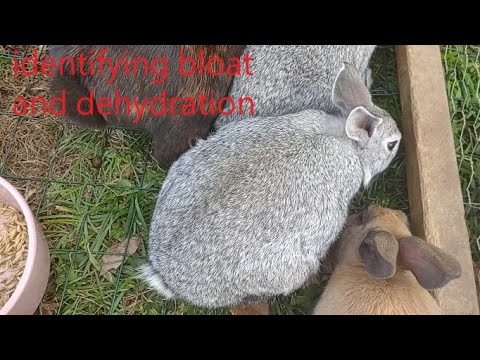 Rabbits - quick tips on identifying bloat and dehydration - YouTube