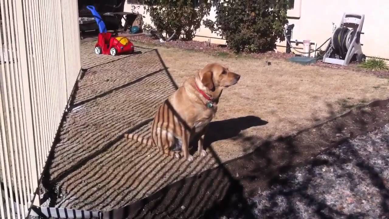 Dog Explodes - YouTube