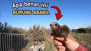 Burung Ababil Dalam Al Quran