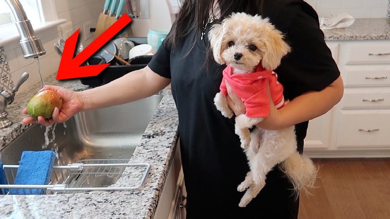 PUPPY TRIES MANGO FOR THE FIRST TIME! - YouTube