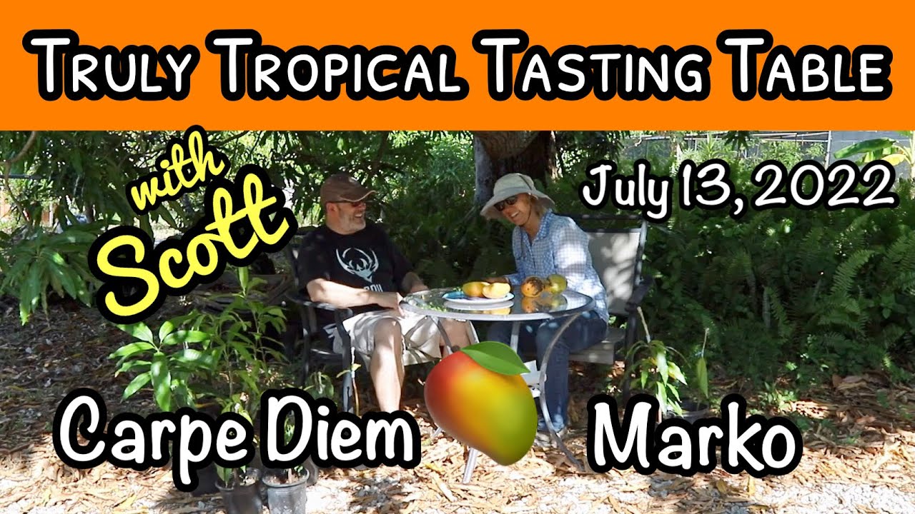 Truly Tropical Tasting Table- Our NEW Mango Varieties! Carpe Diem ...