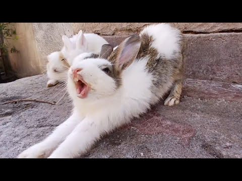 which rabbit is more hungry 🥱🥱🥱 - YouTube