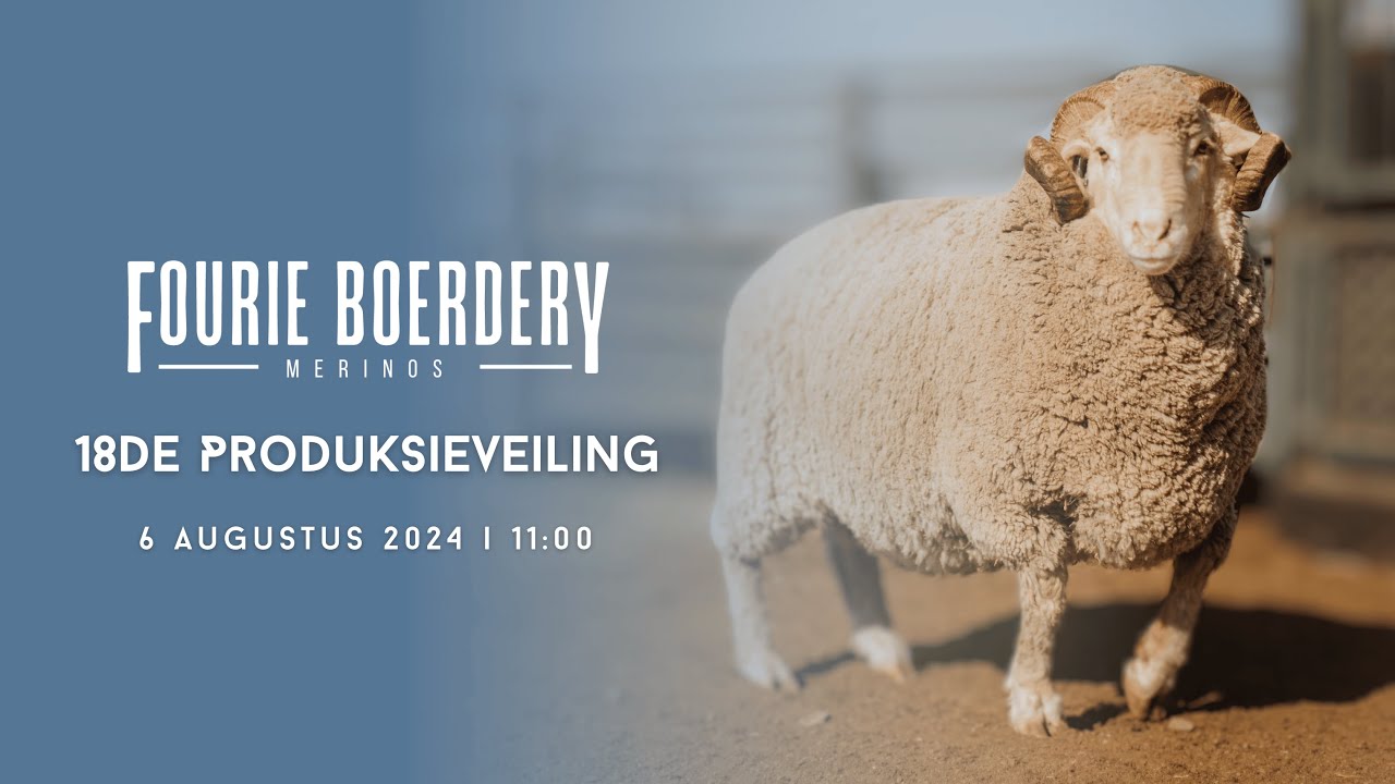 18de Produksieveiling | Fourie Boerdery Merinos - YouTube