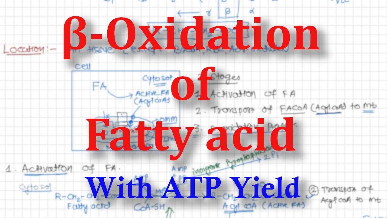 Beta Oxidation of Fatty Acids Explained | Extremely Simplified - YouTube