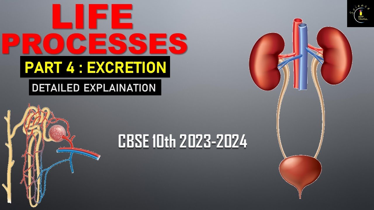 Life Processes || Excretion || Chapter - 5 || Class 10 || NCERT || CBSE ...