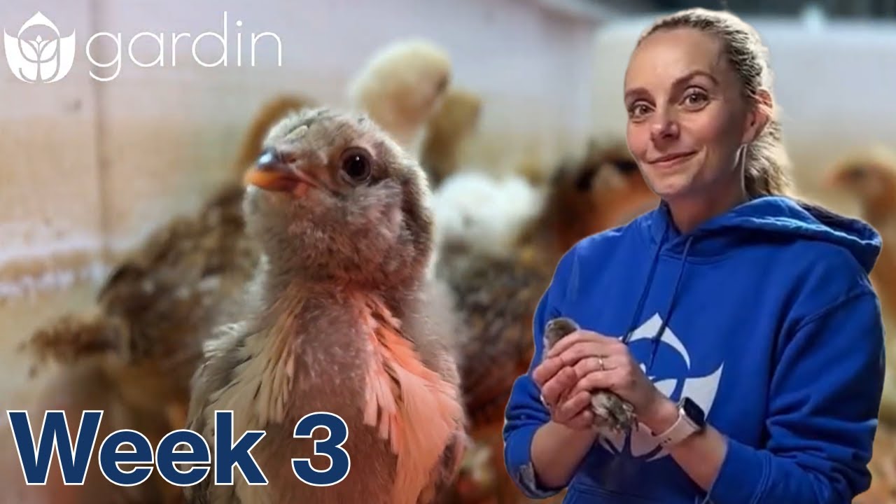 3 Week Old Chicks - Real Feathers & Socialization - YouTube