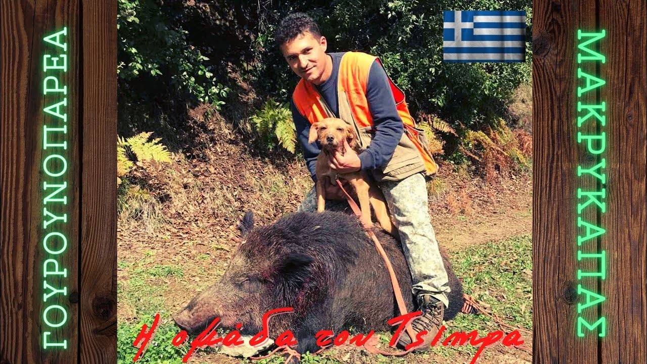 Wild boar hunting in Greece 2022/ ΚΥΝΗΓΙ ΑΓΡΙΟΓΟΥΡΟΥΝΟΥ 2022 ...