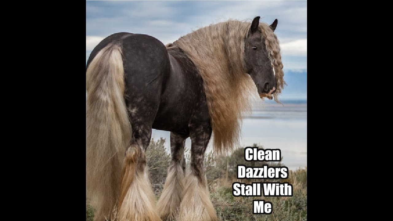 Horse Stall Cleaning-Gypsy Vanner-Black Silver Dapple - YouTube
