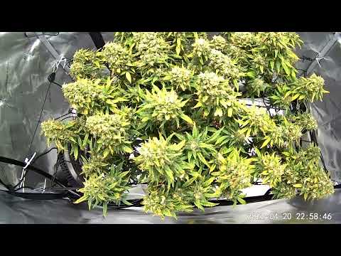 BRUCE BANNER AUTOFLOWER WEEK 11 - YouTube