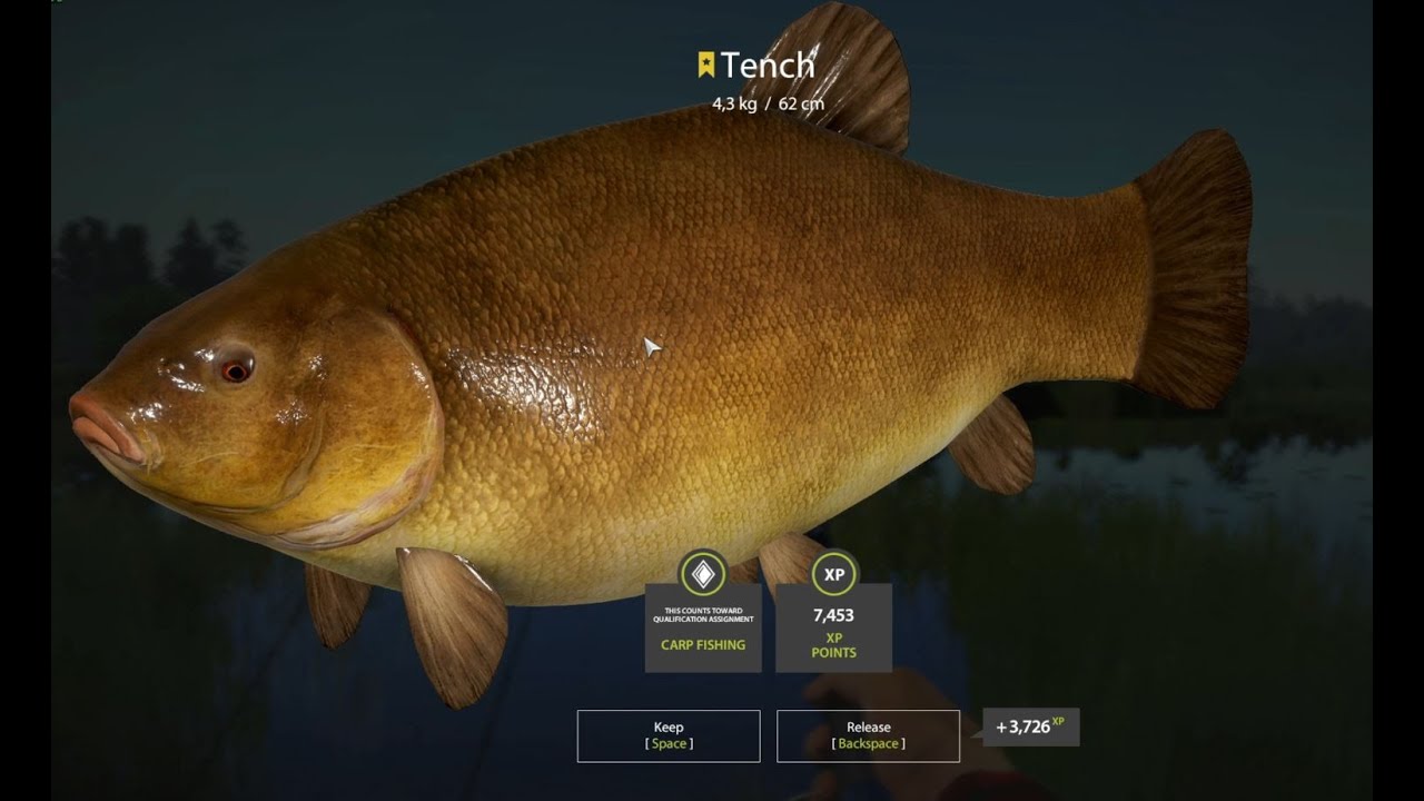 RUSSIAN FISHING 4. Bear Lake.Spot muy Activo. TROFEO TENCA y varias ...