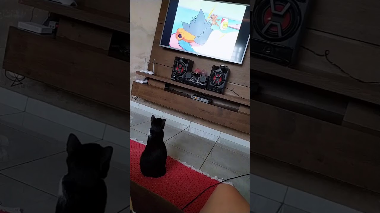 Esse gato é muito sonso - YouTube