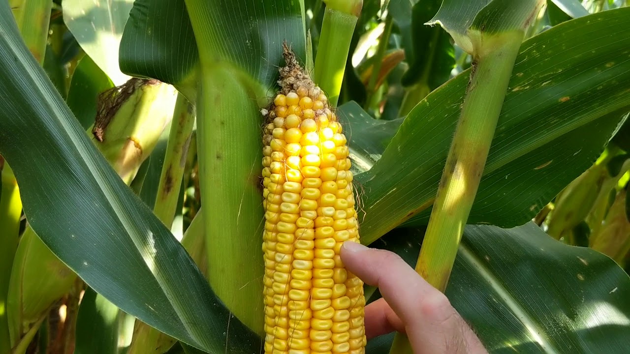 DIRECT 8111 Conventional Non GMO Seed Corn planted No-Till at 37,700 ...