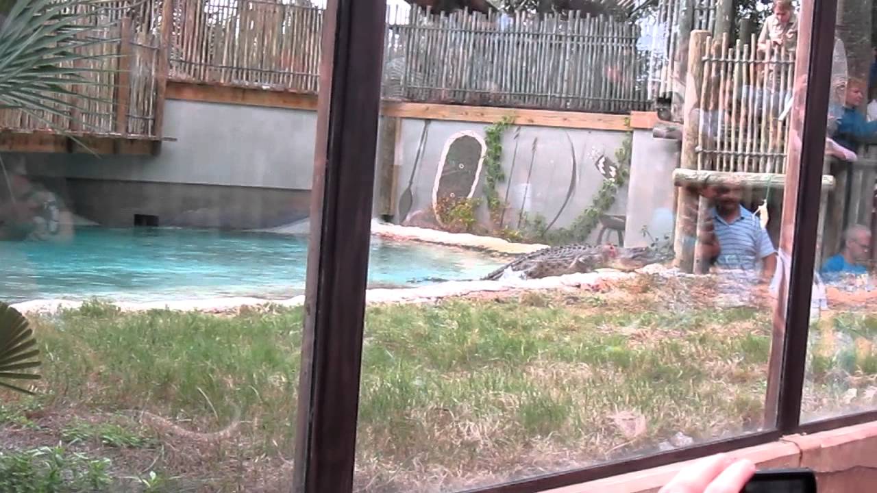 St Augustine Alligator Farm - Feeding Maximo & Sydney - YouTube