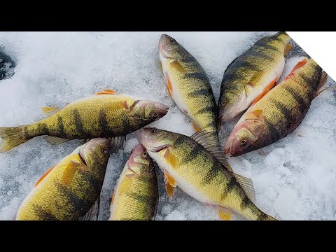 Ice Fishing for Perch on Sodus Bay, NY