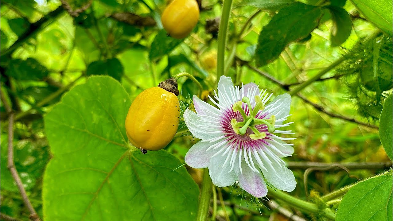 Bush Passion Fruit / Wild Water Lemon / Stone Flower / Love-in-a-mist ...