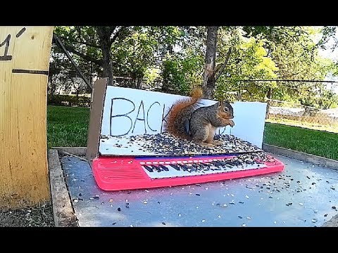 Can a Squirrel Play the Piano - 1 - Goofy Vid - YouTube