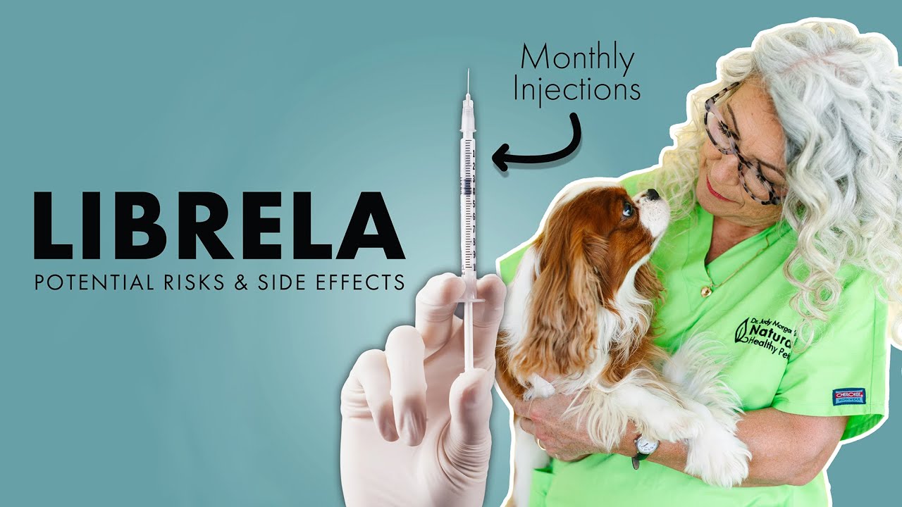 Librela💉Pain Management for Dogs with Osteoarthritis⚠️Potential Risks ...