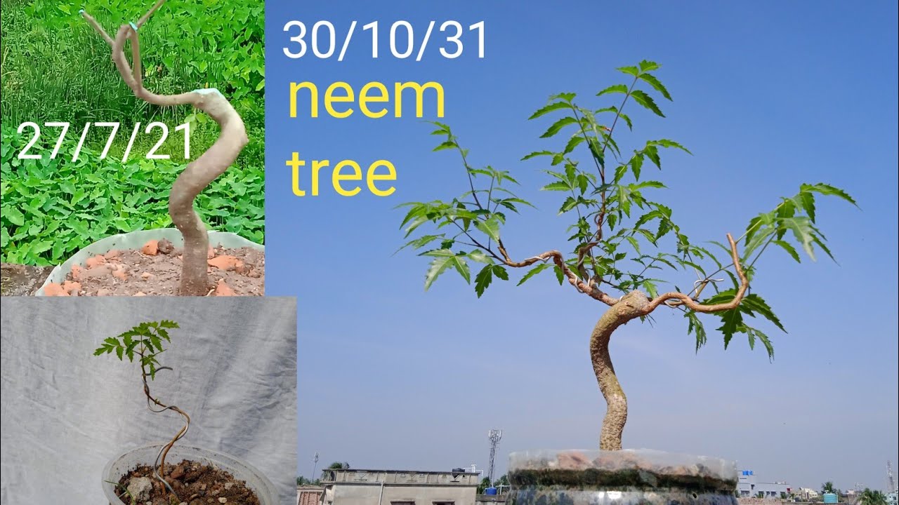 how to make neem bonsai.নিম‌‌ বনসাই‌ তৈরি করবেন কি‌ ভাবে। - YouTube