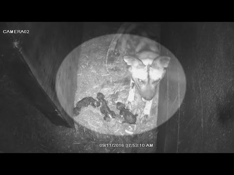 Amazing African Painted Dog Puppies Birth