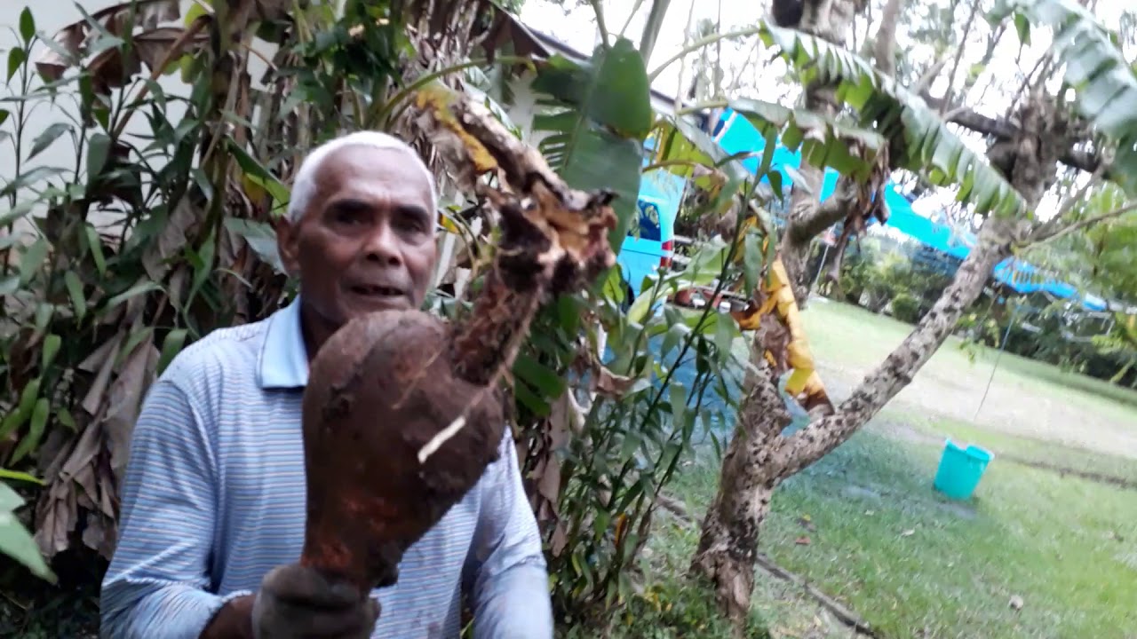FIJI ISLANDS, HARVESTING CROPS WITH MY GARDENER MY GOOD FRIEND.. - YouTube