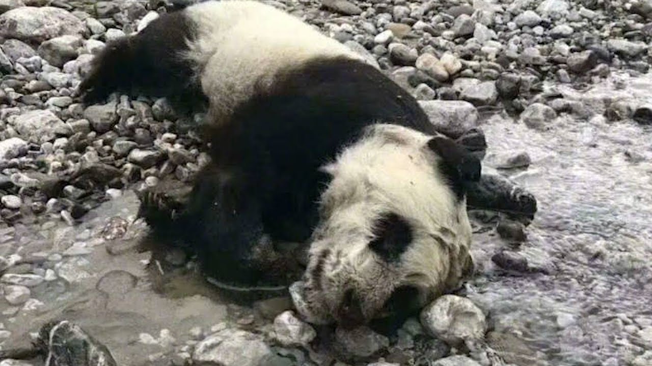 Wild Baby Panda Drowned in Floodwaters 半岁野生熊猫宝宝溺水身亡 - YouTube