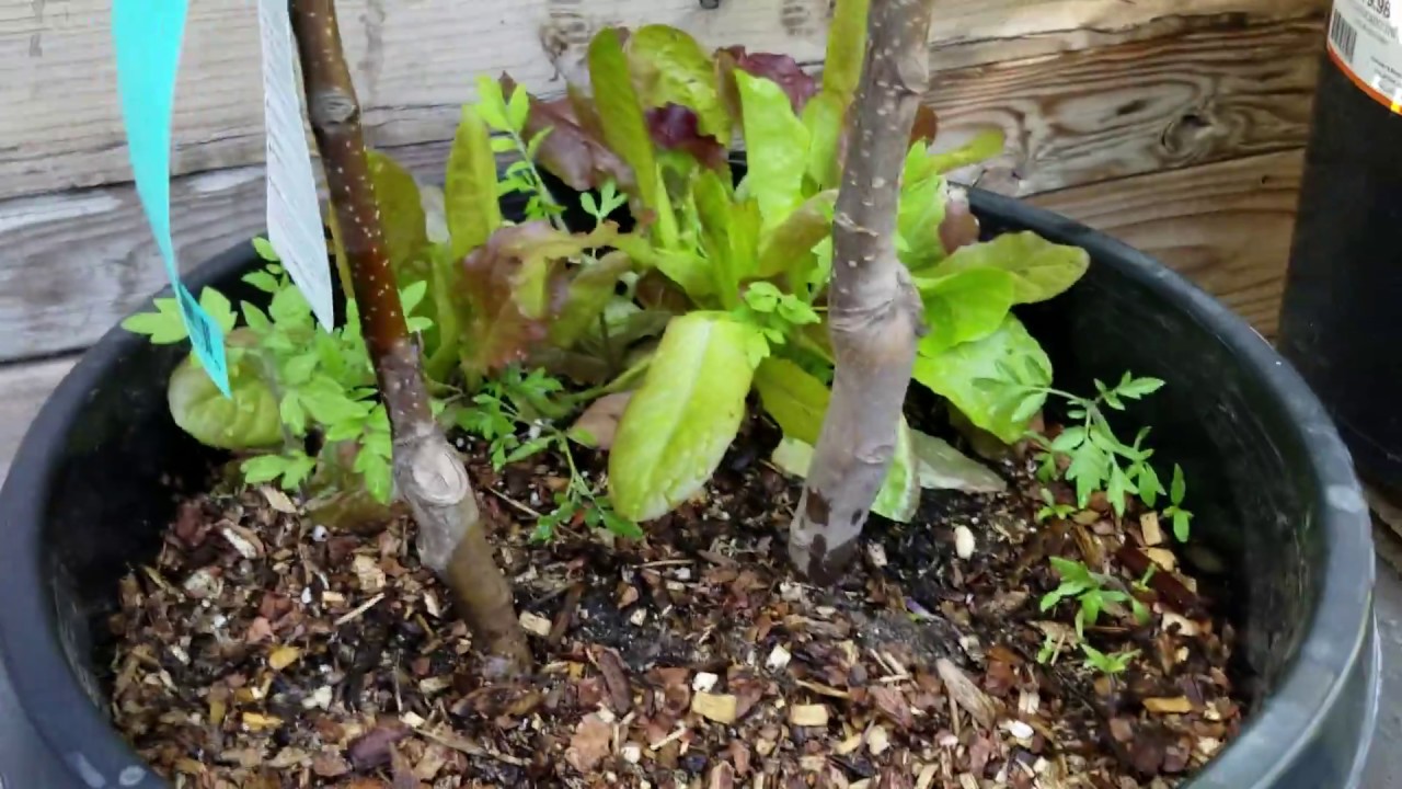 Garden Watering TIPS & TECHNIQUES - YouTube