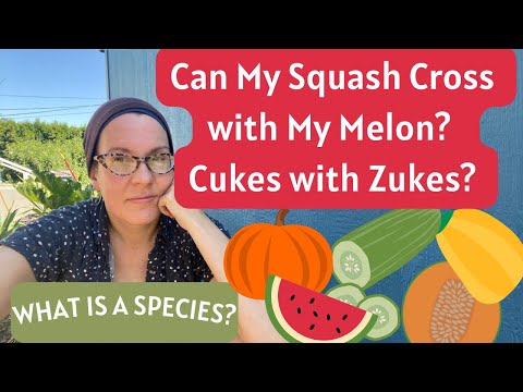 Will Canteloupe And Zucchini Cross Pollinate In The Garden