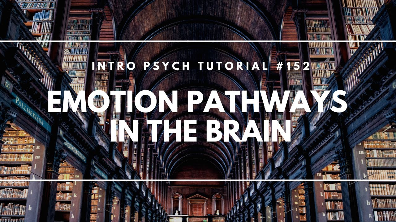 Emotion Pathways in the Brain (Intro Psych Tutorial #152) - YouTube
