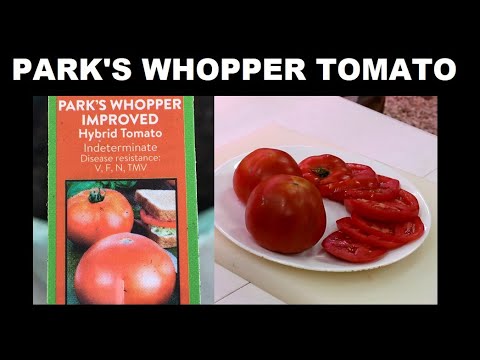 PARK'S WHOPPER TOMATO - YouTube