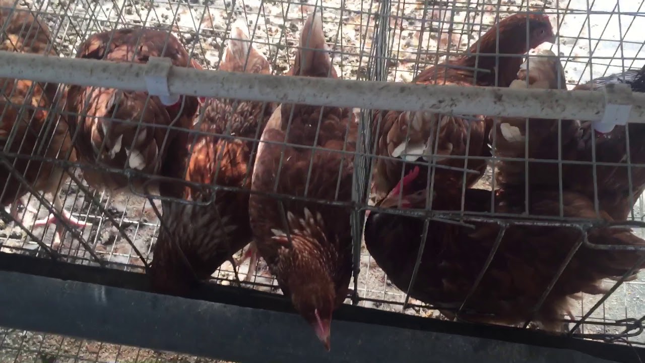 Ideal Poultry Farm - YouTube