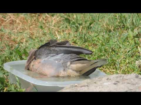 Paloma Torcaza Bañandose