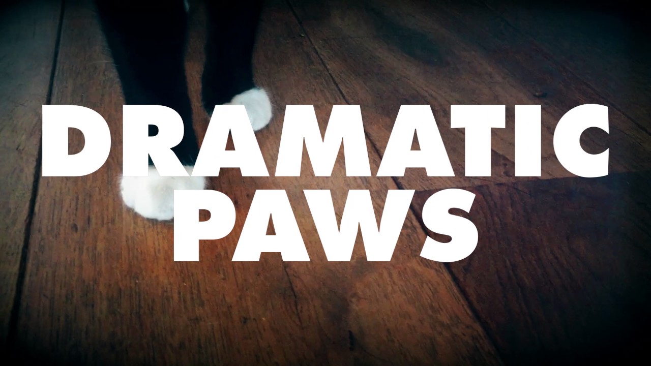 Dramatic Paws - YouTube