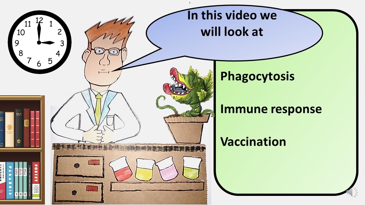 GCSE Immune System Revision - YouTube
