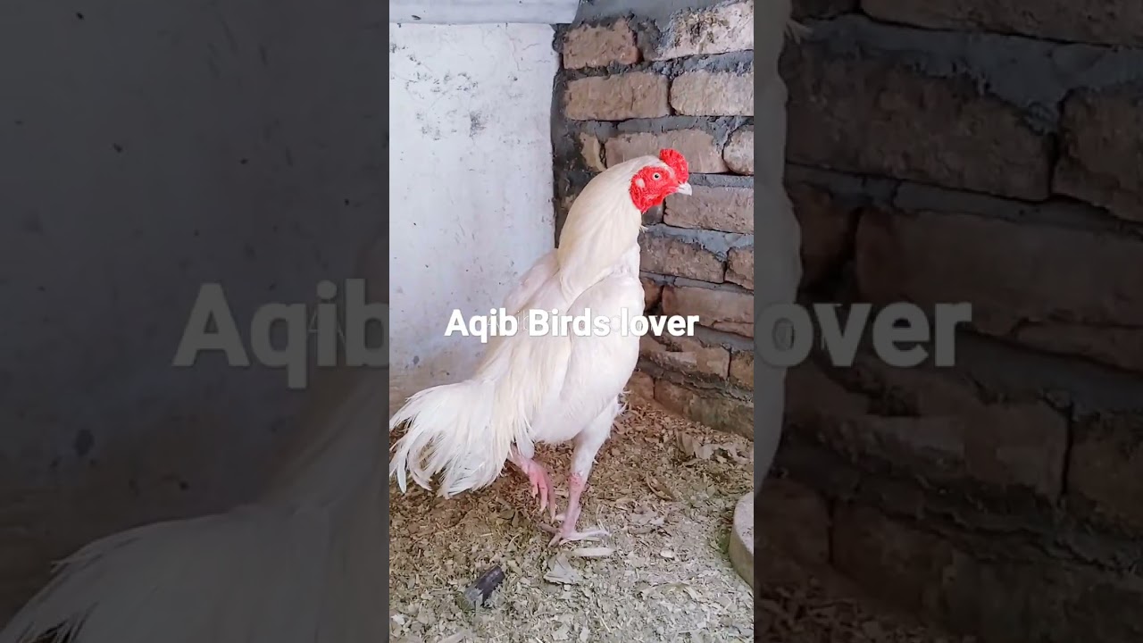 Heera quality bird ka shok Karen. - YouTube
