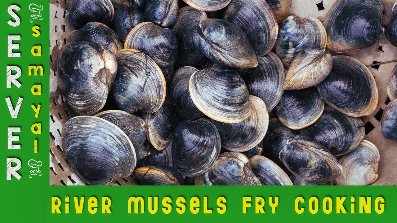 River Mussels Recipie Fry Cooking | சுவையான சிற்பி சமையல் | Matti Curry ...