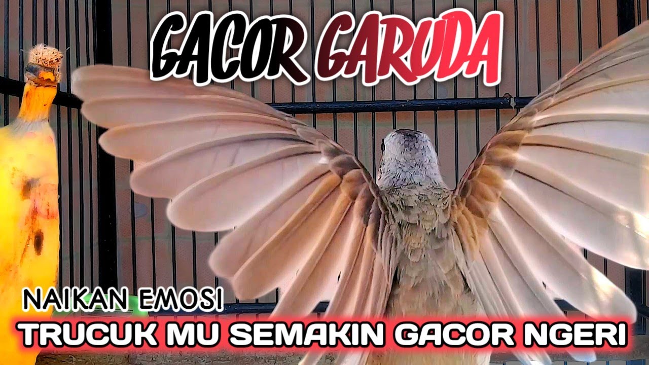 Trucukan gacor garuda cari lawan, pancingan trucuk menaikan emosi ...