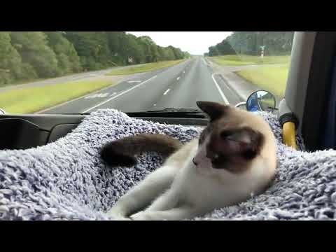 Cat Plays in Bed While Riding in Semi-Truck - 1009455 - YouTube