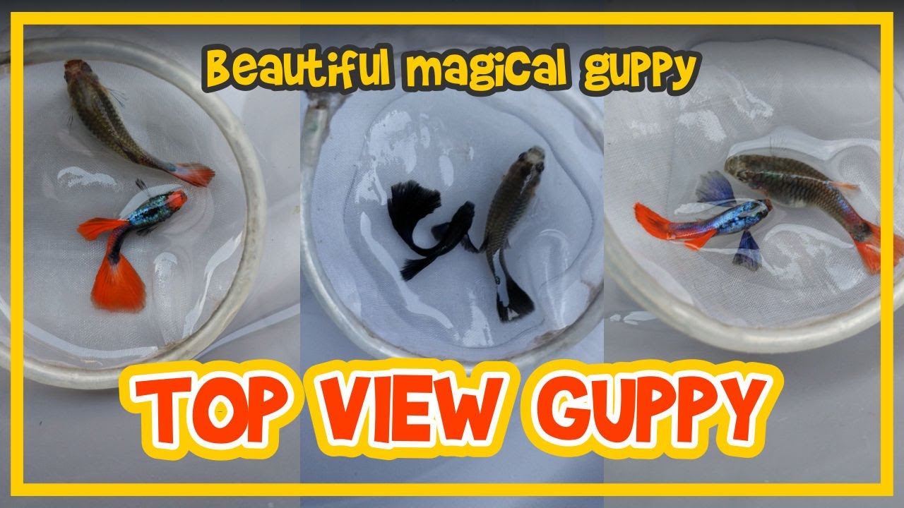 Wuuooww!!! Beautiful Magical Guppy Top View | Platinum Dumbo/Elephant ...