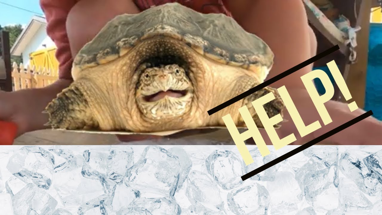 Frozen TURTLE HELP! - YouTube