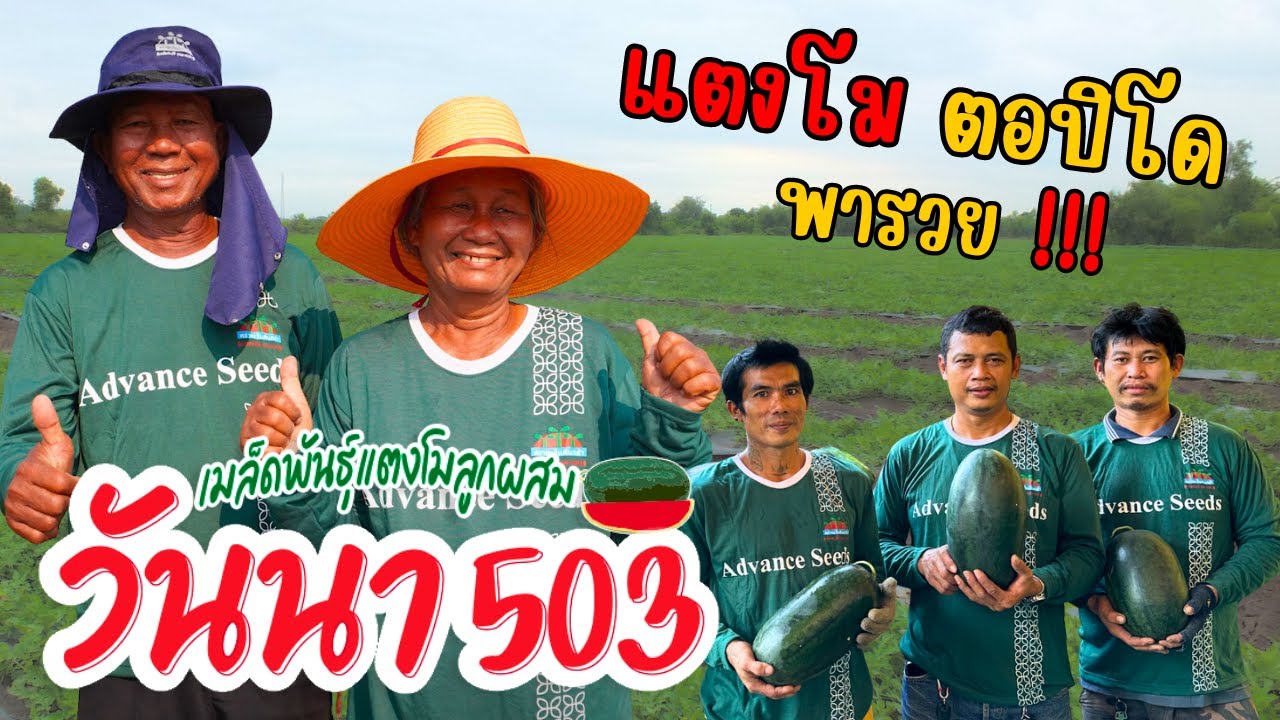 วันนา พารวย! แตงโมวันนา 503 #เมล็ดพันธุ์ตราตะวันต้นกล้า - YouTube