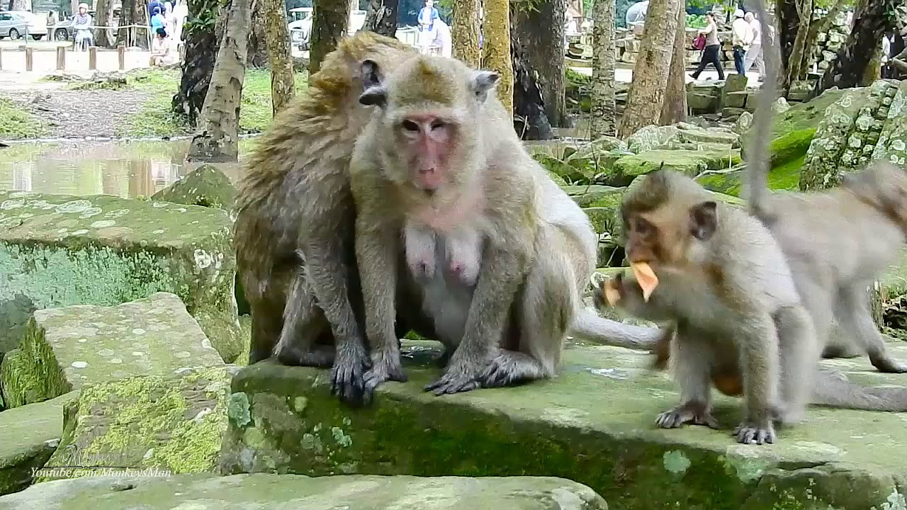 Baby Monkey Fail, Coz' Tree's Brand Small, Daily Monkeys Man #830 - YouTube