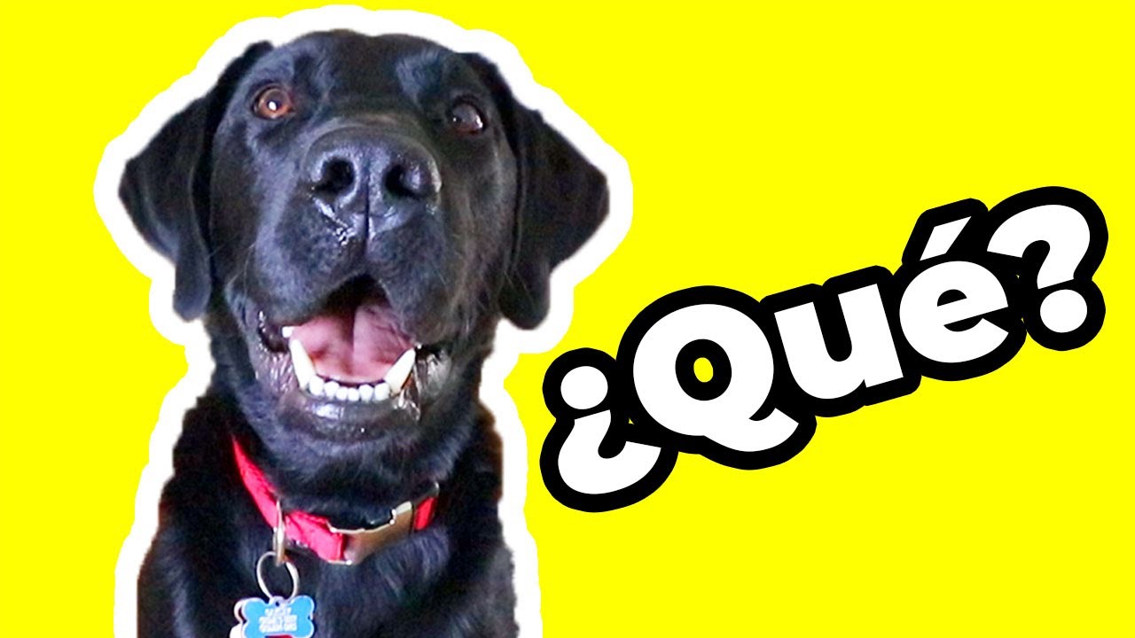 Funny Dog Speaks Perfect Spanish YouTube funny-dog-speaks-perfect-spanish-youtube
