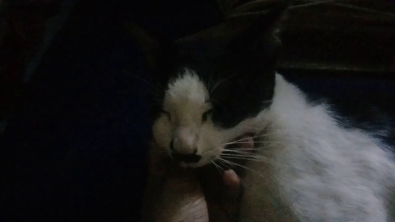 KUCING DISENGAT LEBAH,pipinya lebam - YouTube