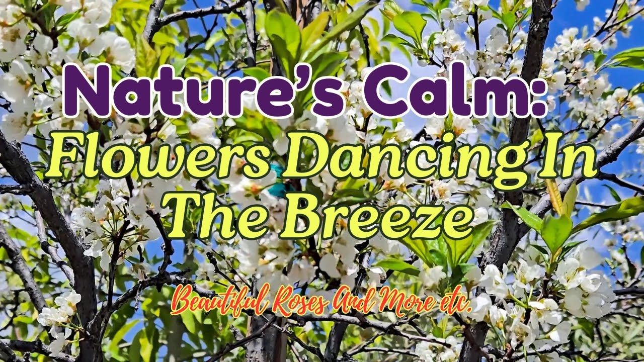 Nature's Calm: Flowers Dancing In The Breeze - YouTube