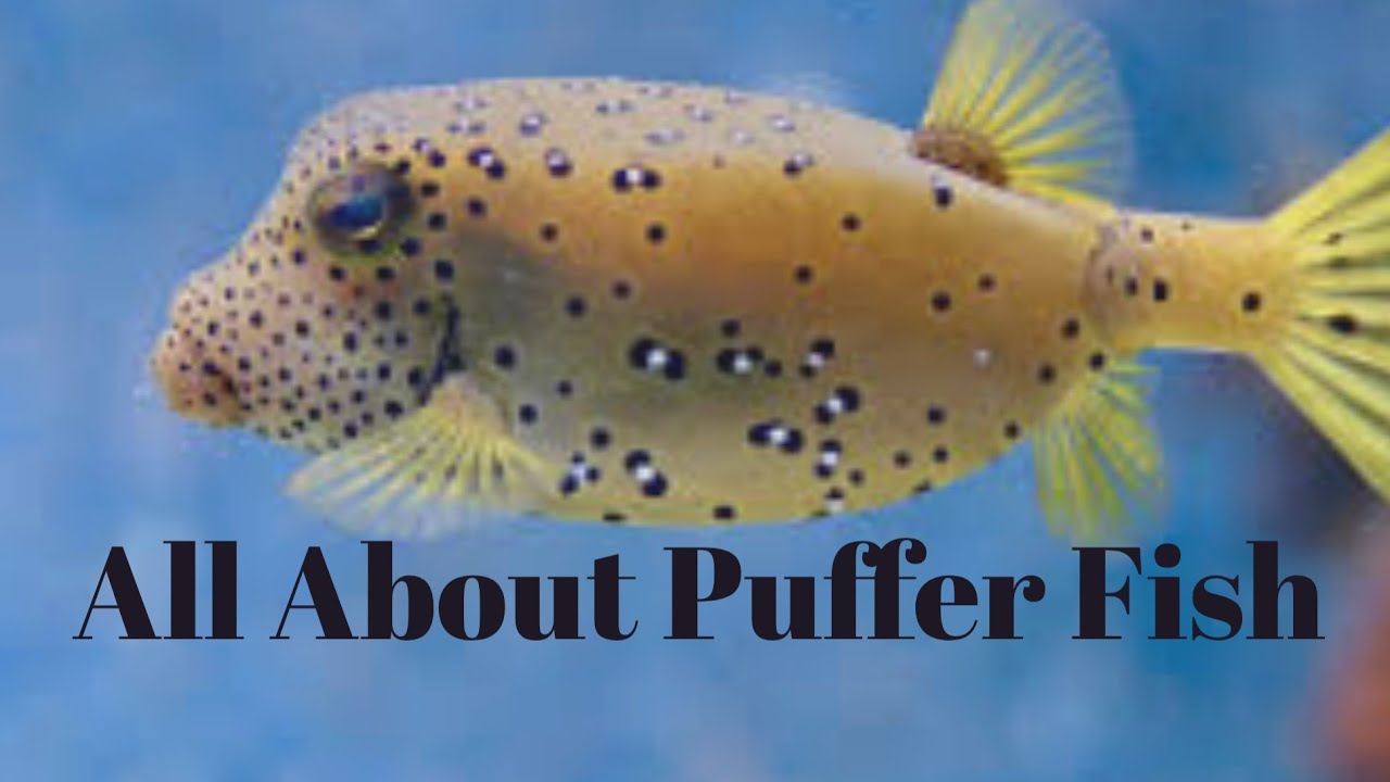 Puffer Fish |fun and facts| - YouTube