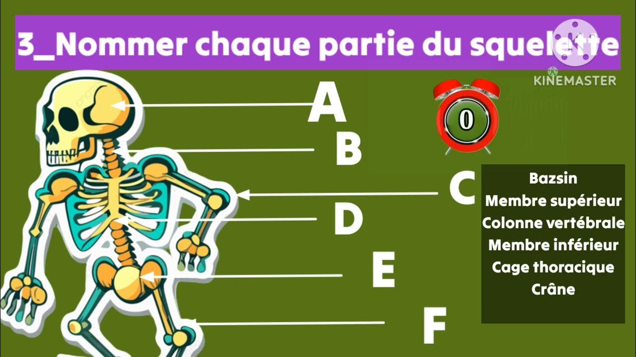 Exercices sur le squelette - YouTube