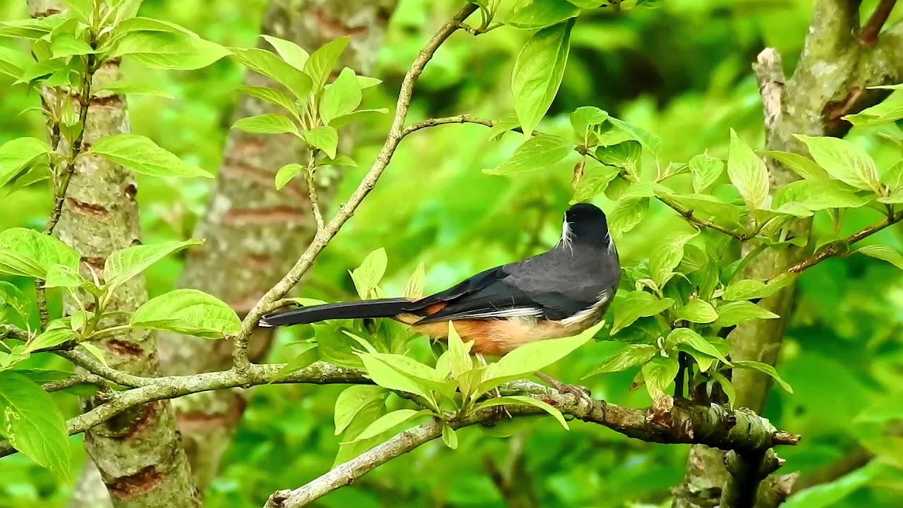 Sibia White eared 8495 - YouTube